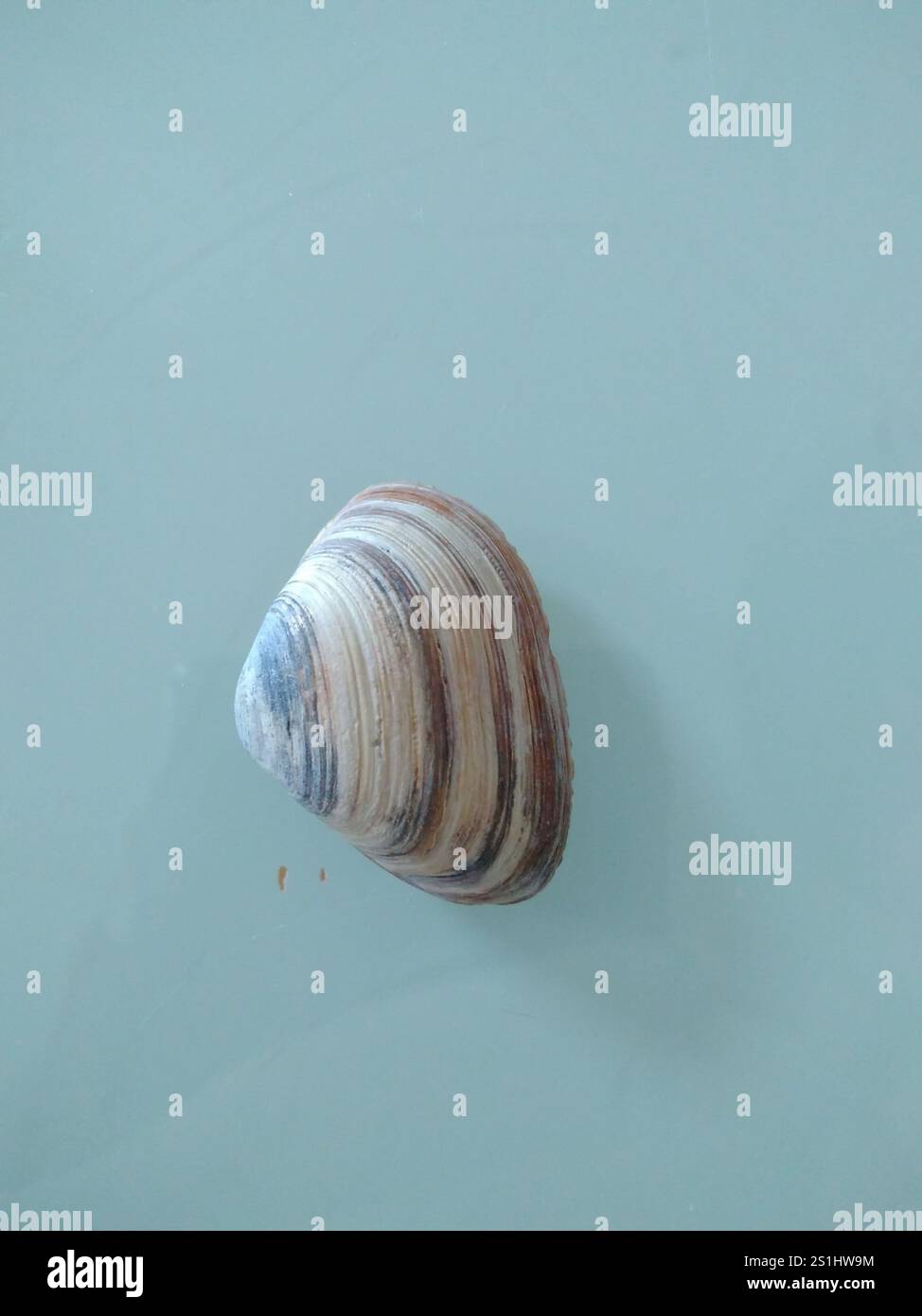 Cut Trough Shell (Spisula subtruncata Stock Photo - Alamy