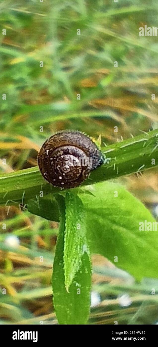 Hairy Snail (Trochulus hispidus Stock Photo - Alamy