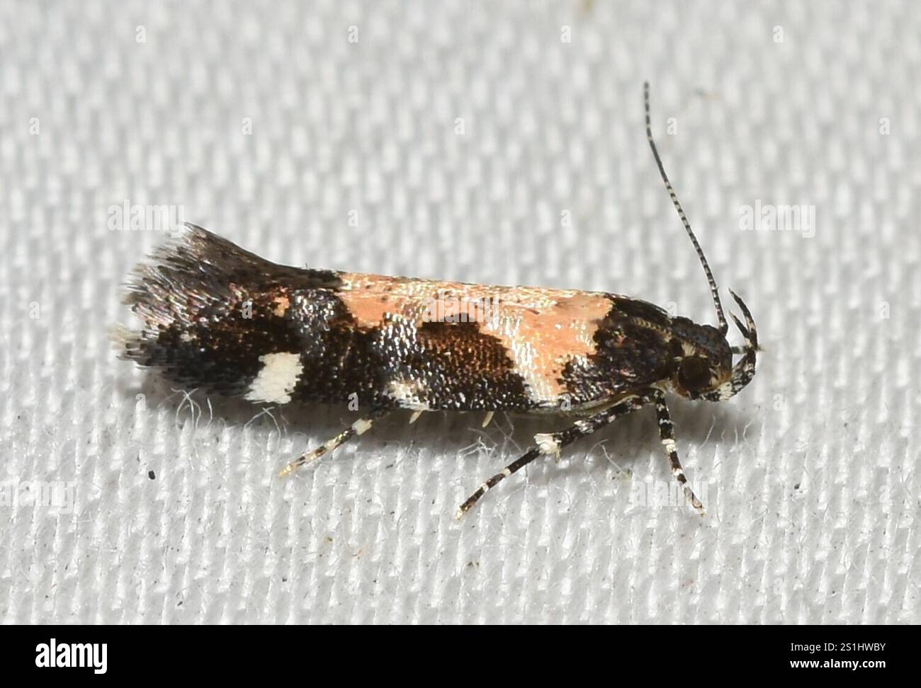 Red-necked Peanutworm Moth (Stegasta bosqueella Stock Photo - Alamy