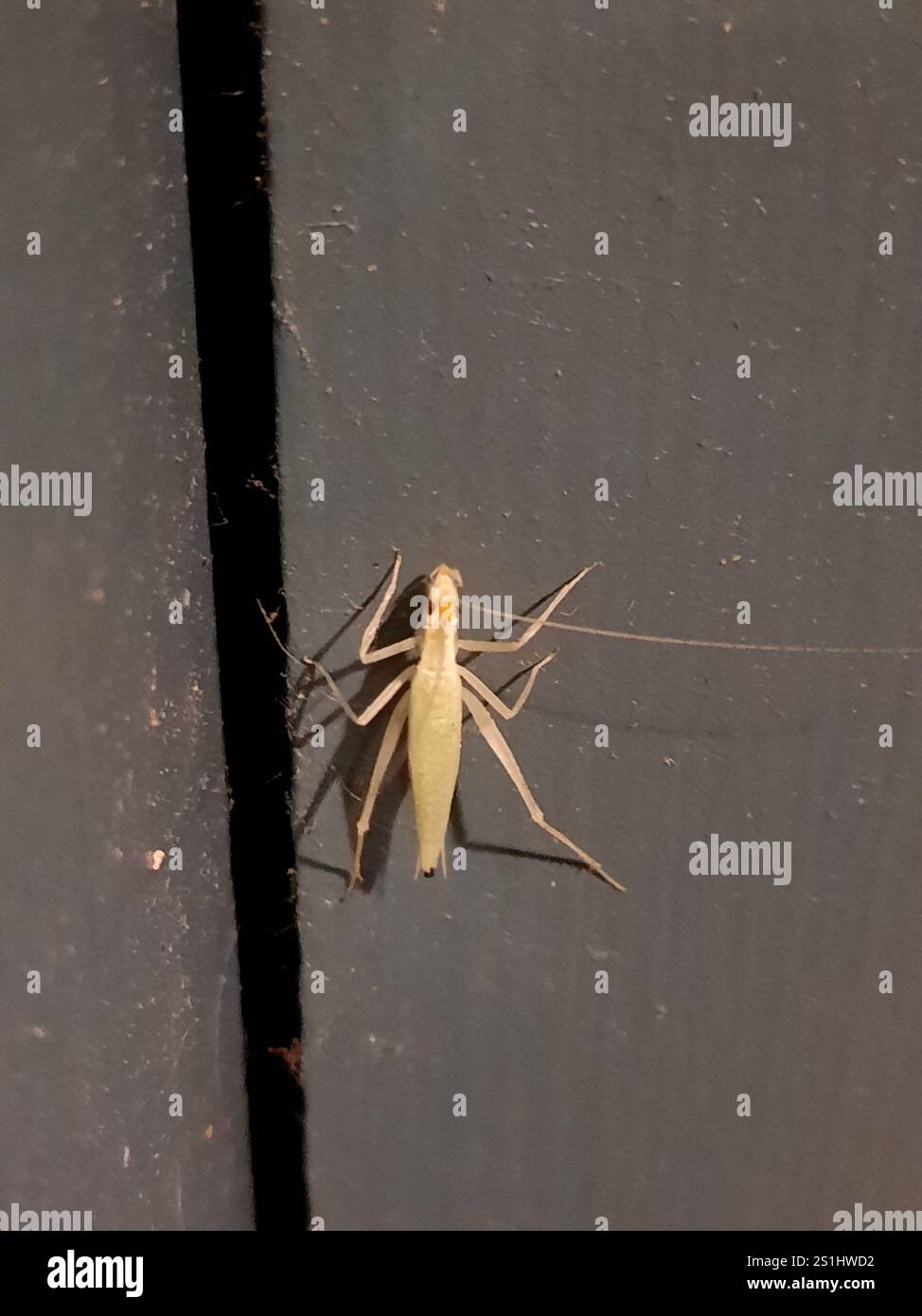 Common Tree Crickets (Oecanthus Stock Photo - Alamy