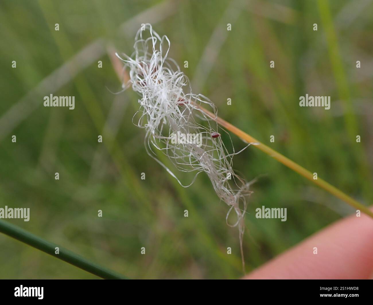 Cotton Deergrass (Trichophorum alpinum Stock Photo - Alamy