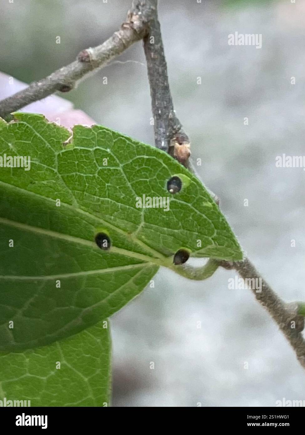 Aciculate hi-res stock photography and images - Alamy