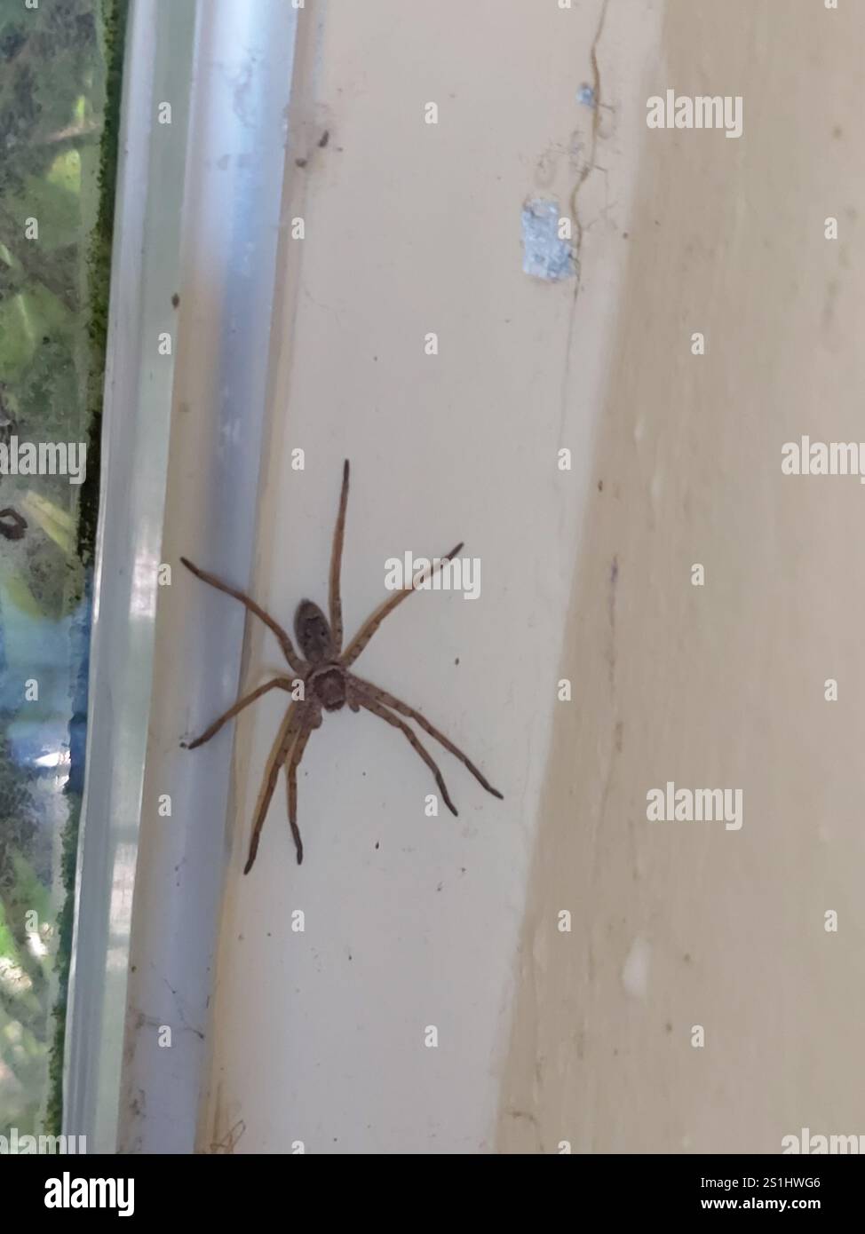 Pantropical Huntsman Spider (Heteropoda venatoria Stock Photo - Alamy