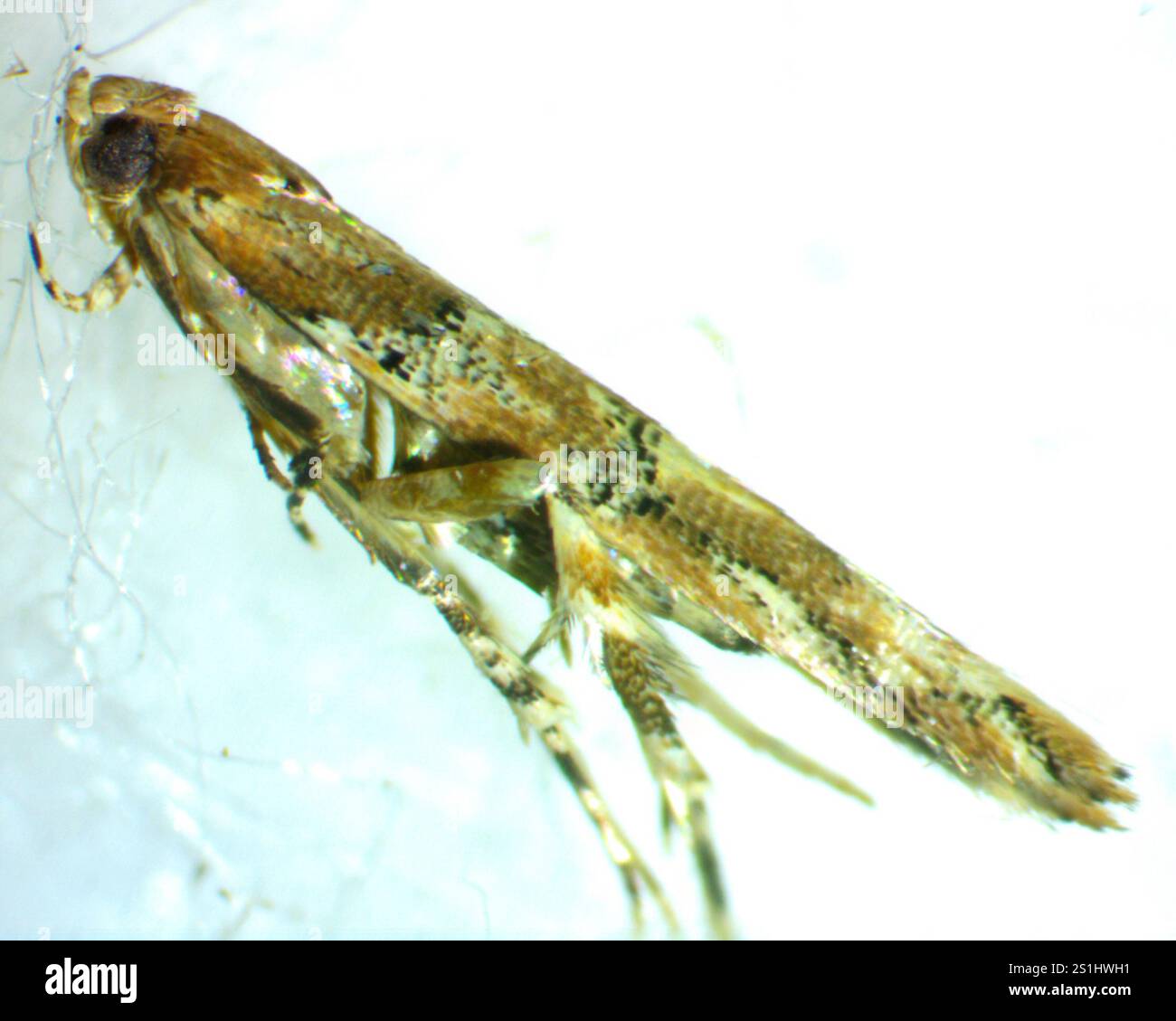 Pink Scavenger Caterpillar Moth (Anatrachyntis rileyi Stock Photo - Alamy