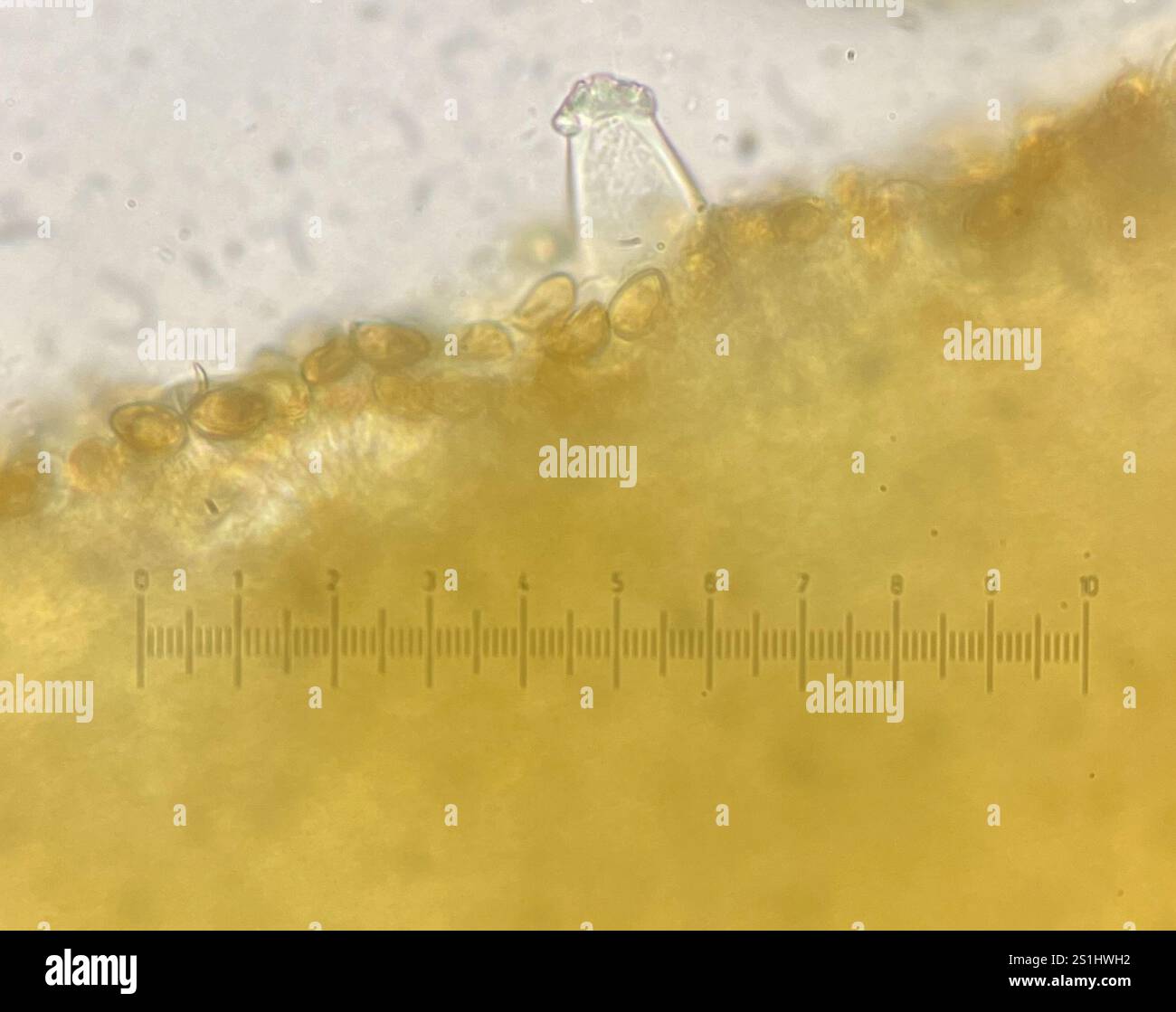 Fiber Caps (Inocybe Stock Photo - Alamy