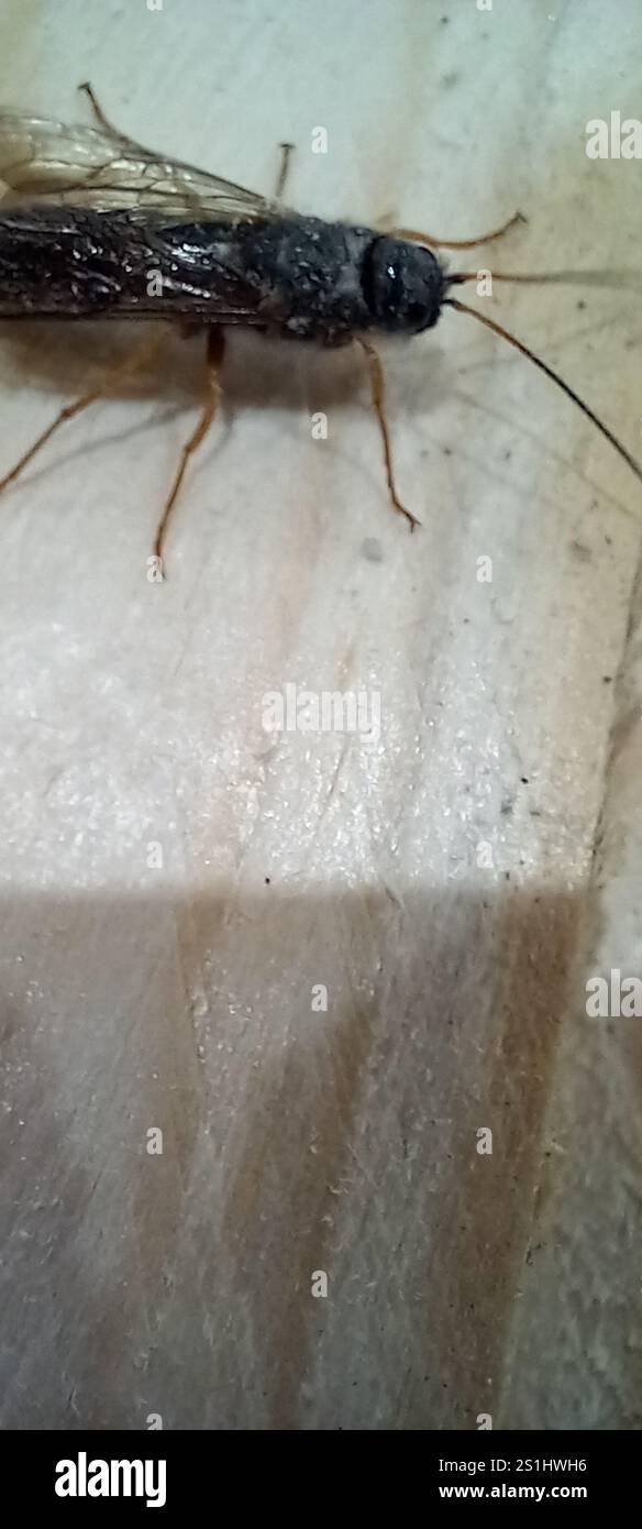 Steely-blue Woodwasp (Sirex juvencus Stock Photo - Alamy