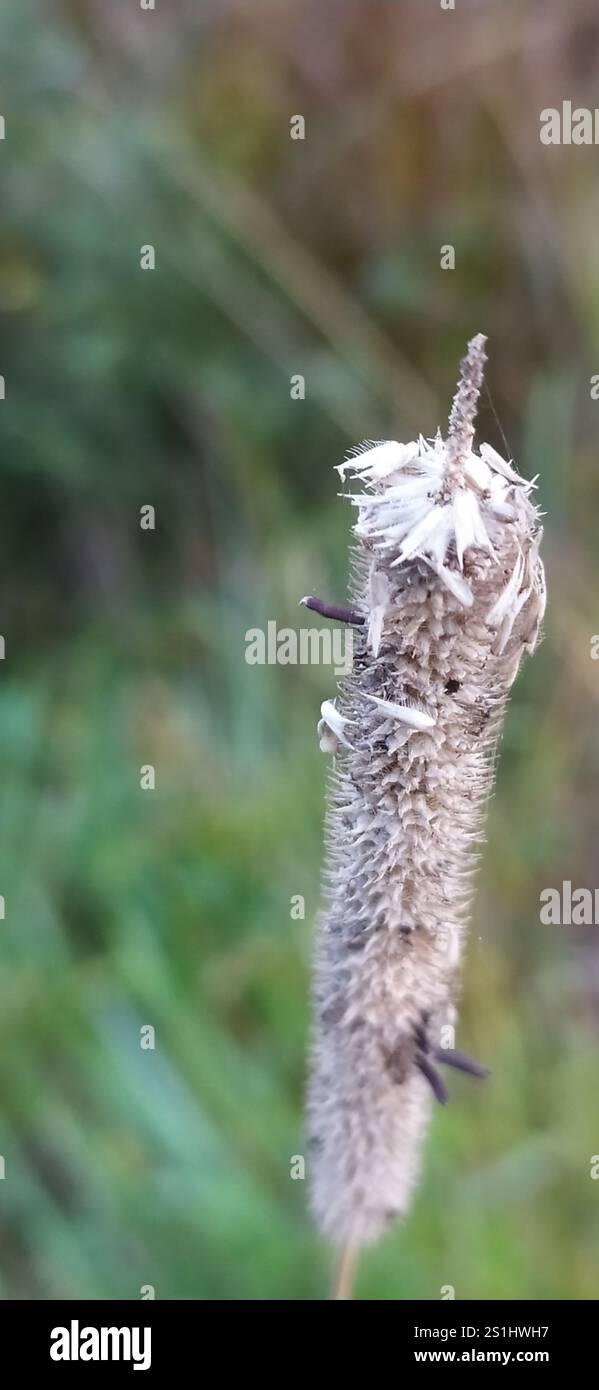 Rye Ergot (Claviceps purpurea Stock Photo - Alamy
