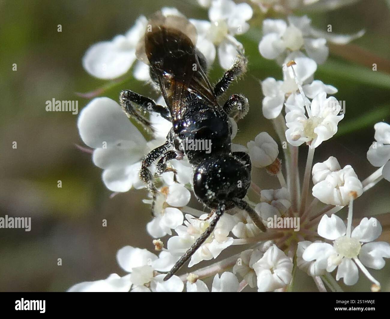 Tiphiid Flower Wasps (Tiphiidae Stock Photo - Alamy