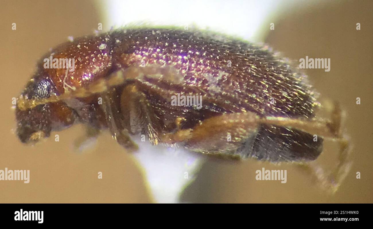 Hairy Flea Beetles (Epitrix Stock Photo - Alamy
