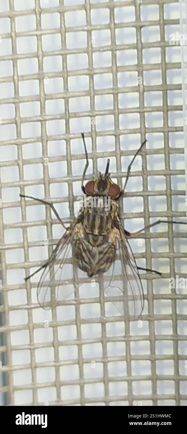 Stable Fly (Stomoxys calcitrans Stock Photo - Alamy