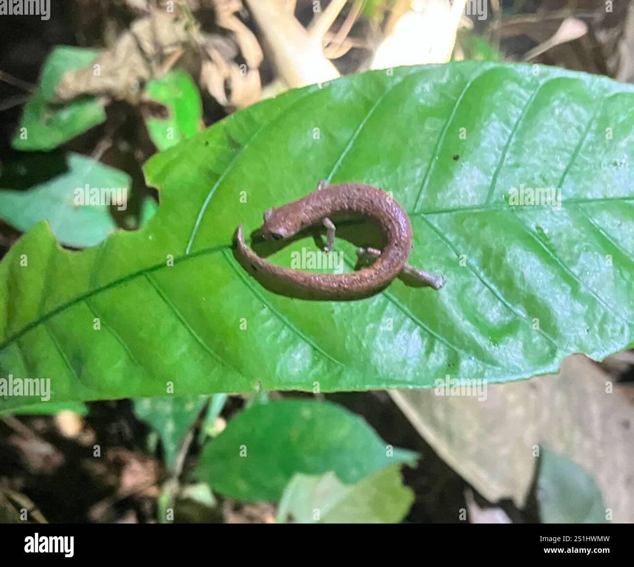 Amazon Climbing Salamander (Bolitoglossa altamazonica Stock Photo - Alamy