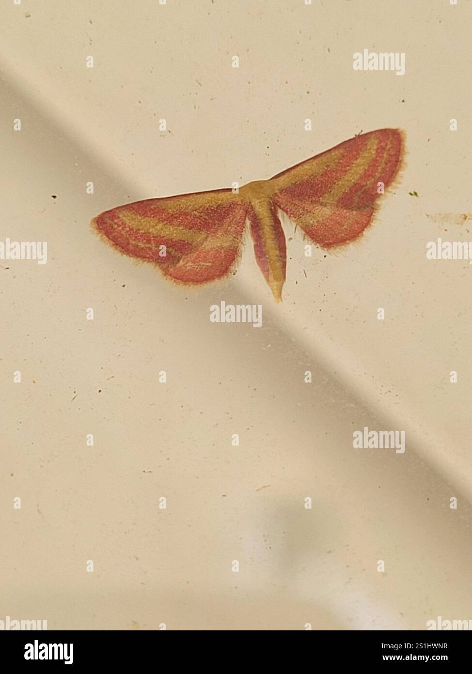 Raspberry Wave (Leptostales laevitaria Stock Photo - Alamy