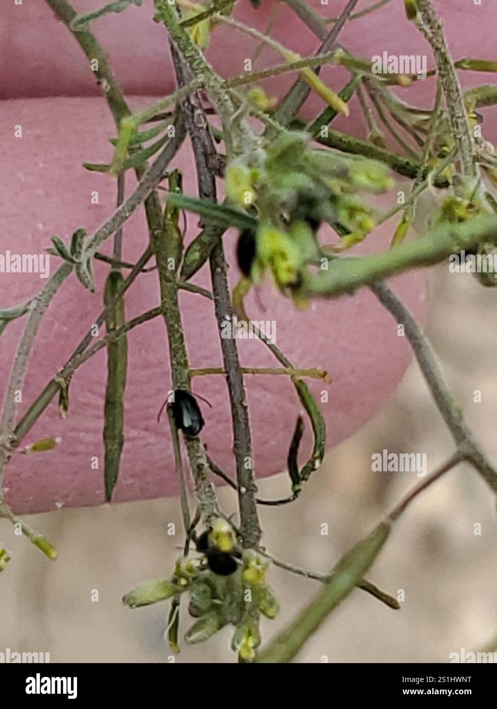 Flea Beetles (Alticini Stock Photo - Alamy