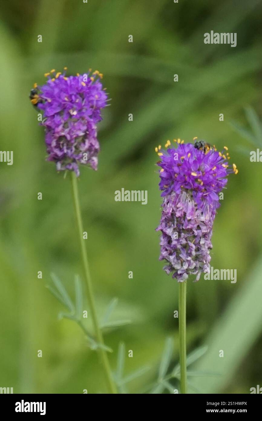 purple prairie clover (Dalea purpurea Stock Photo - Alamy