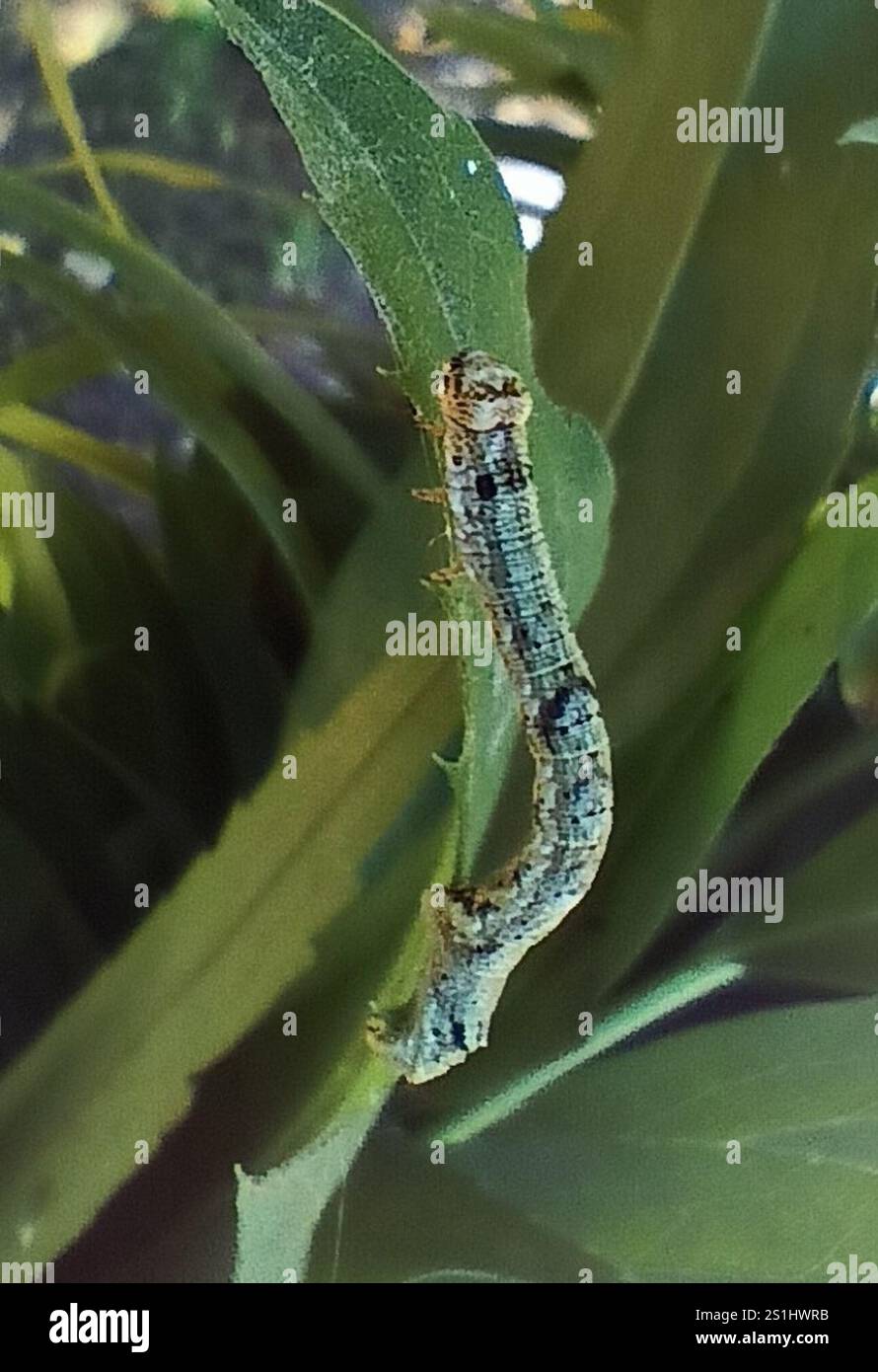 Small Engrailed (Ectropis crepuscularia Stock Photo - Alamy