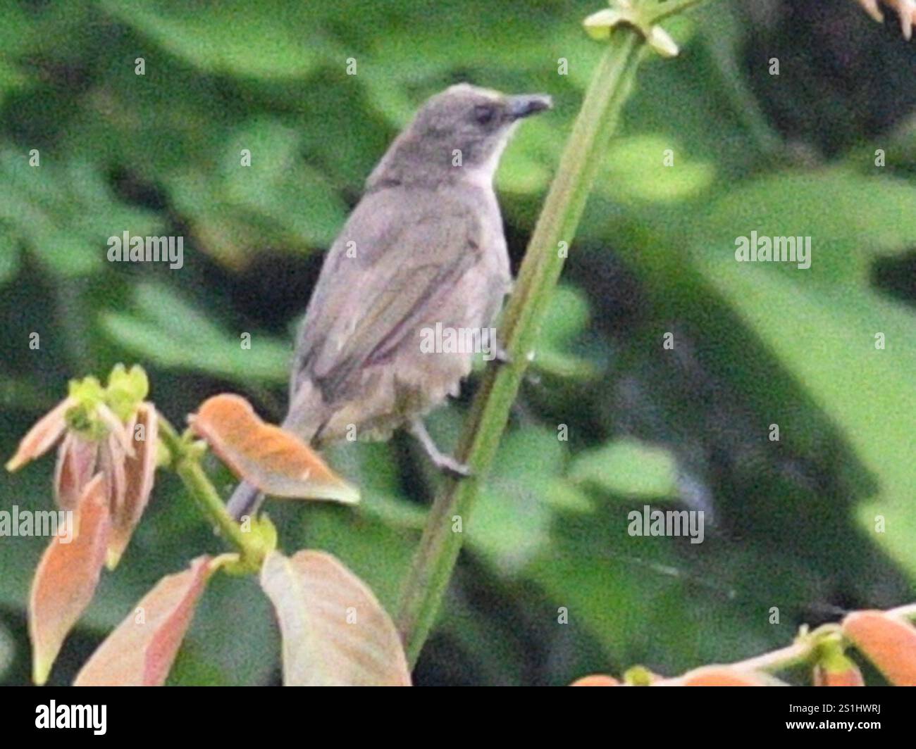 Olive-winged Bulbul (Pycnonotus plumosus Stock Photo - Alamy