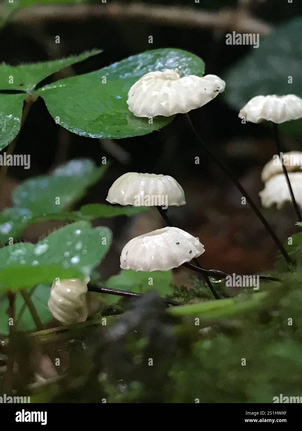 Marasmius subsect. Marasmius (Marasmius Stock Photo - Alamy