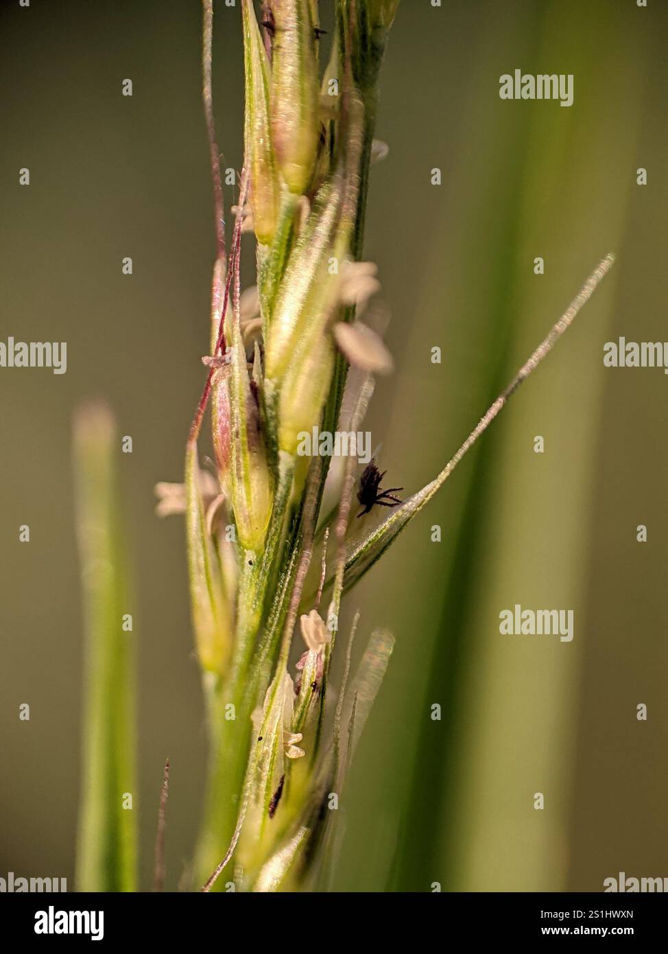 nimblewill (Muhlenbergia schreberi Stock Photo - Alamy
