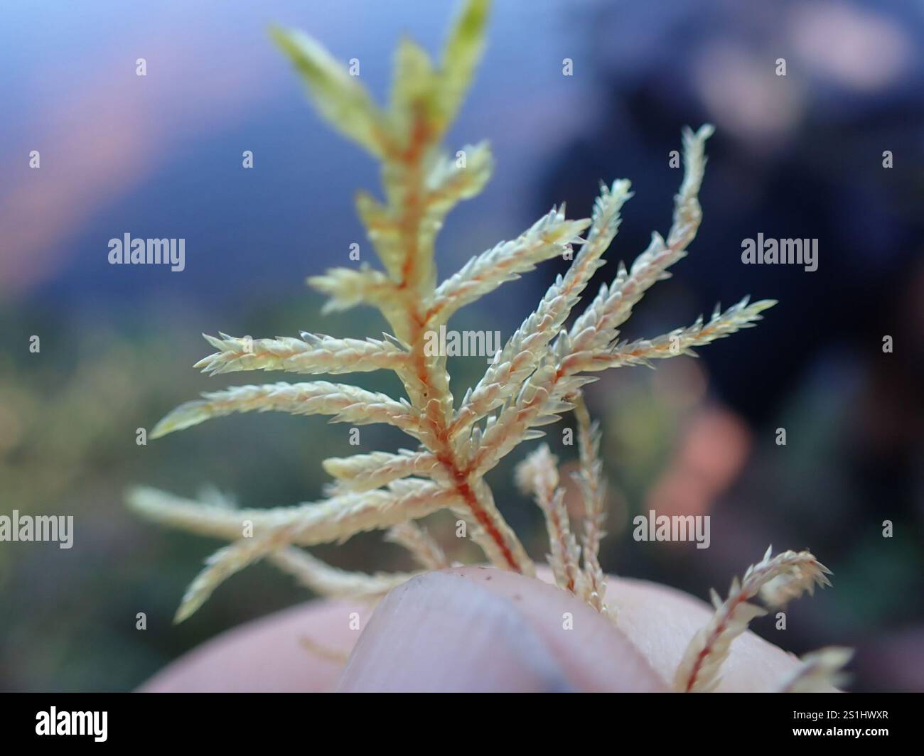 Red-stemmed Feather Moss (Pleurozium schreberi Stock Photo - Alamy