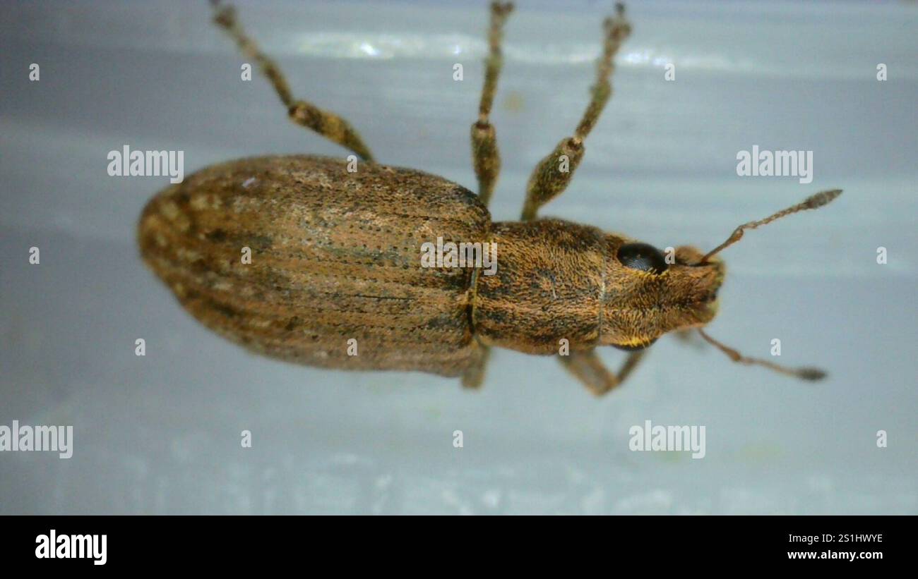 Clover root weevil (Sitona lepidus Stock Photo - Alamy