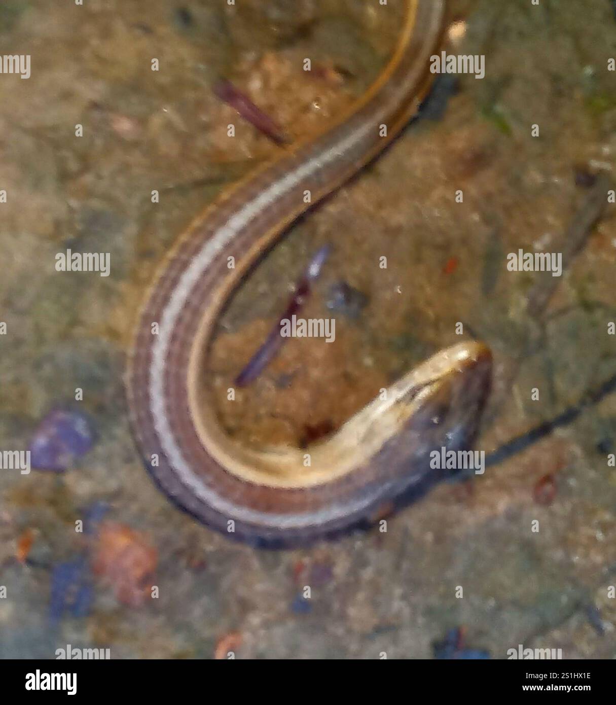 Cape Snake Lizard (Chamaesaura anguina Stock Photo - Alamy