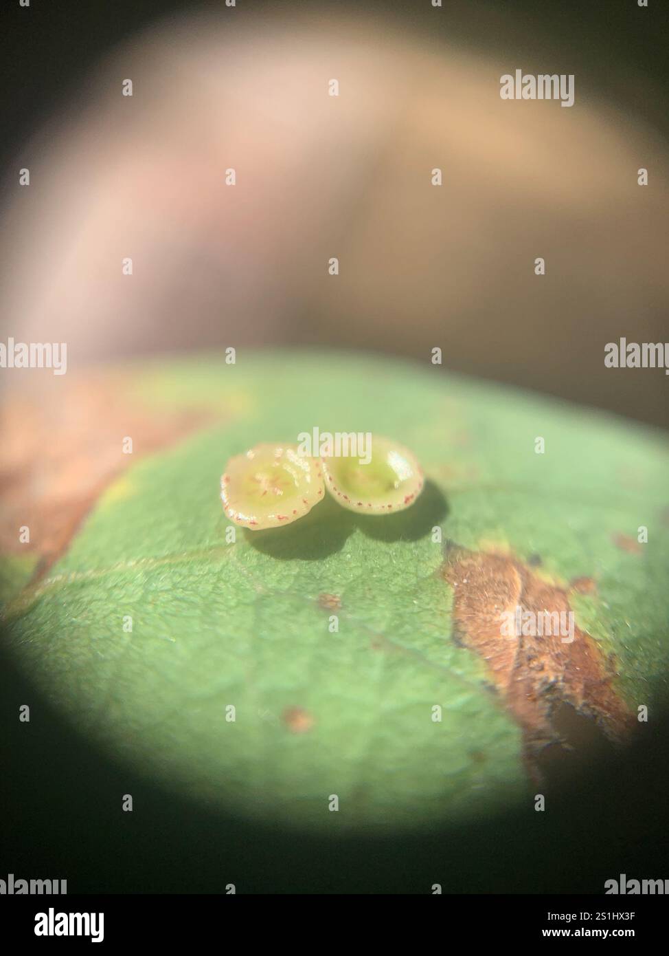 Disc Gall Wasp (Feron parmula Stock Photo - Alamy