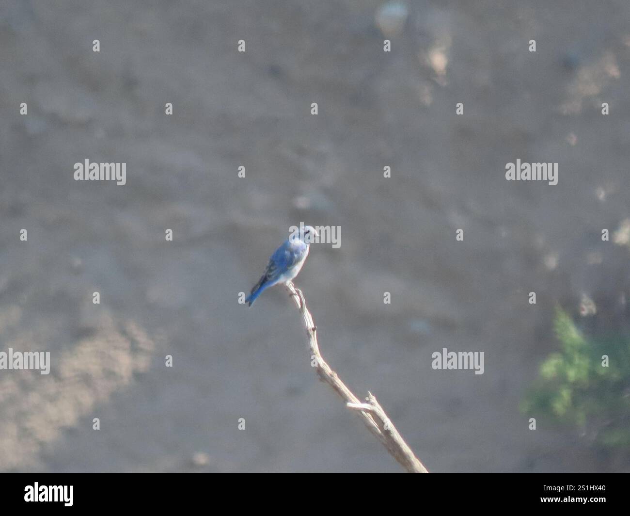 Mountain Bluebird (Sialia currucoides Stock Photo - Alamy