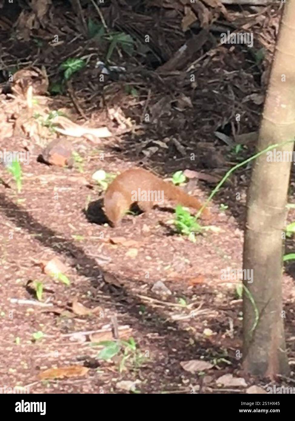 Indian Grey Mongoose (Urva edwardsii Stock Photo - Alamy