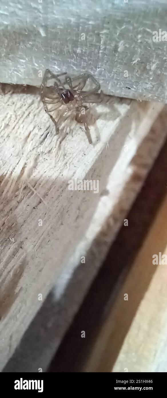 Lace-Weaver Spider (Amaurobius similis Stock Photo - Alamy