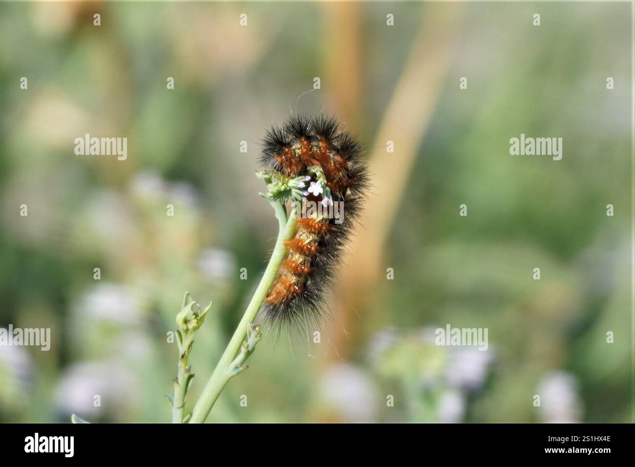 Salt Marsh Moth (Estigmene acrea Stock Photo - Alamy