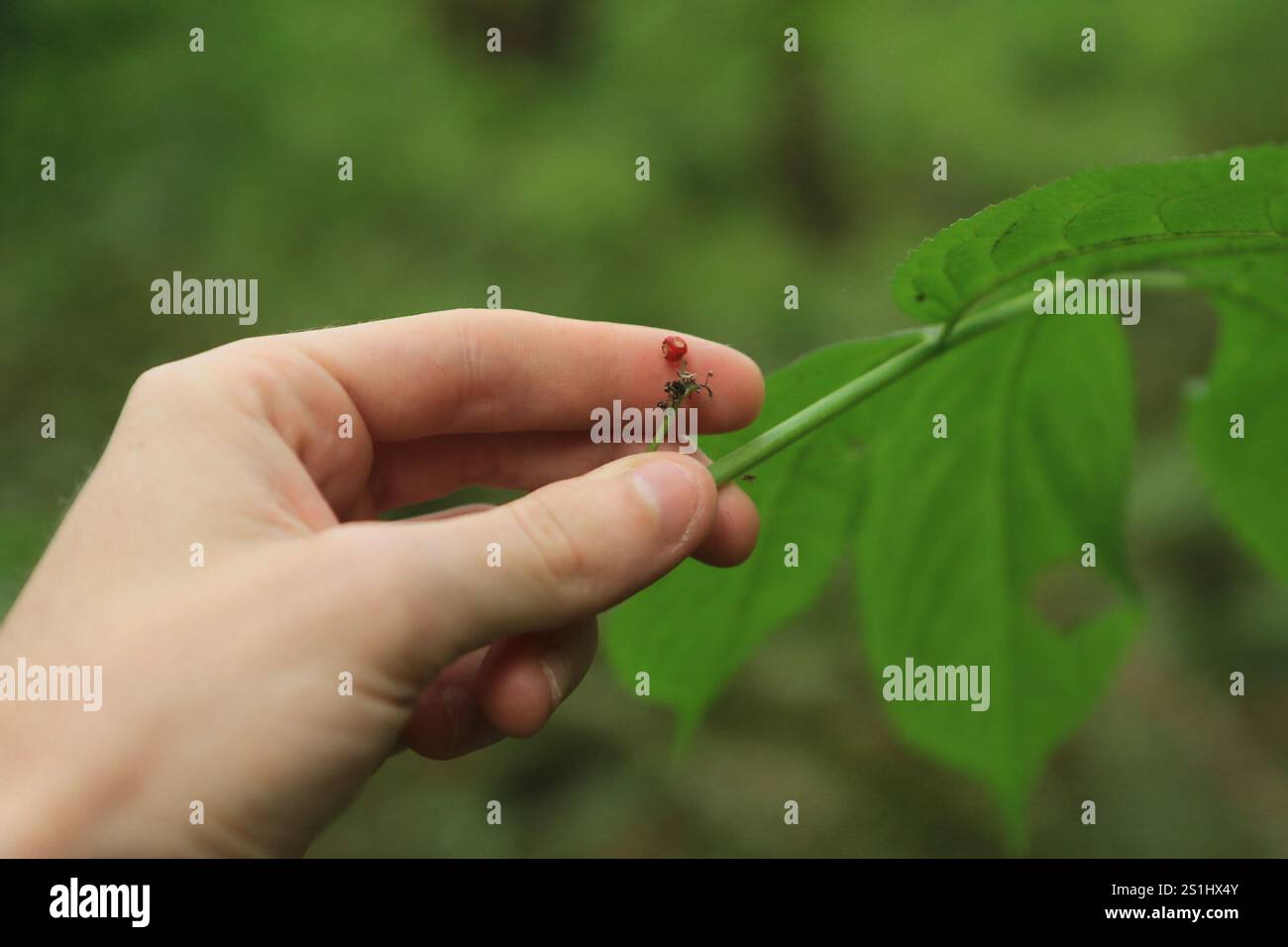 Oregon Ash (Fraxinus latifolia Stock Photo - Alamy