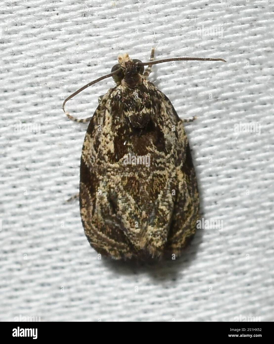 Woolly-backed Moth (Olethreutes furfuranum Stock Photo - Alamy