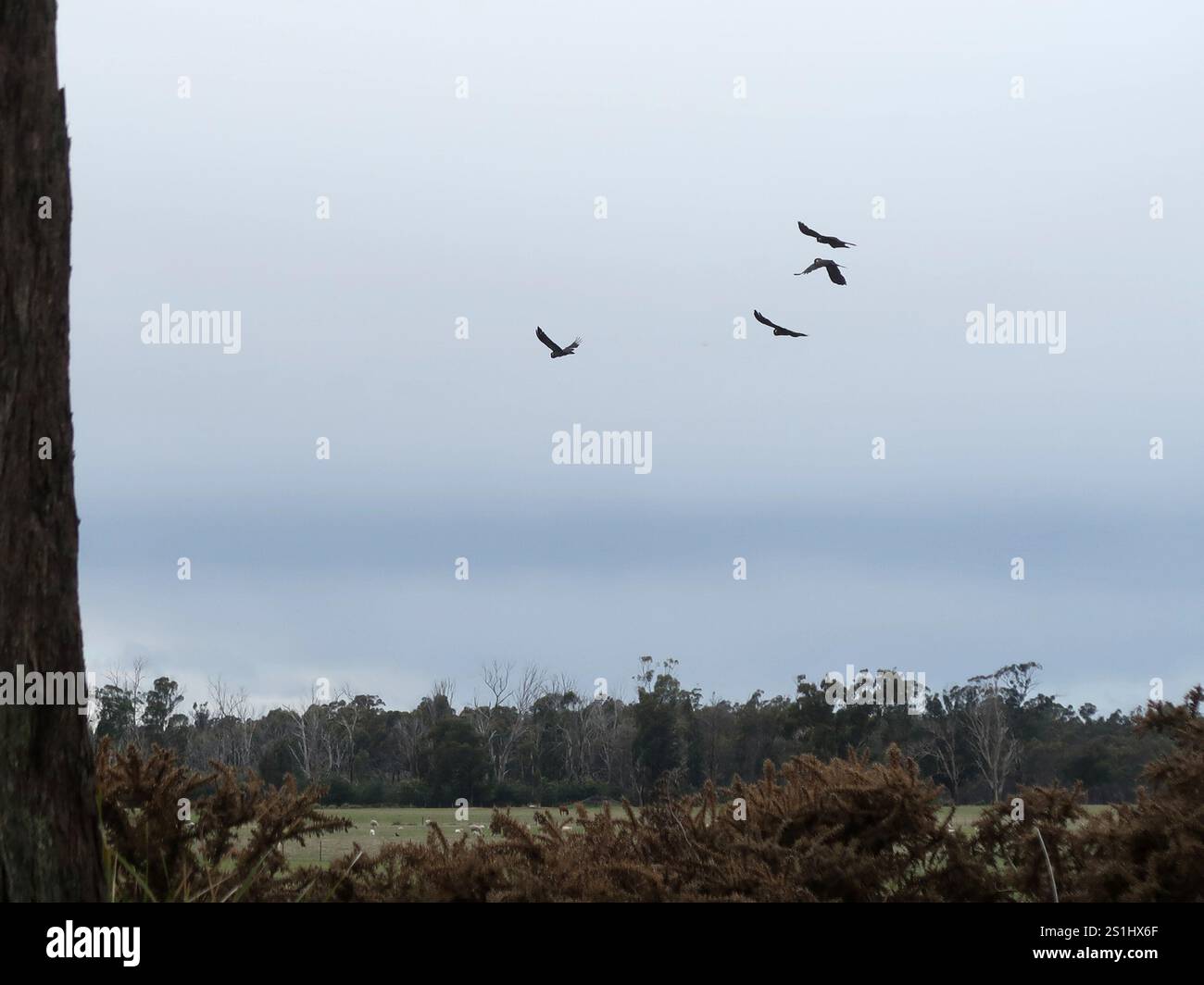 Yellow-tailed Black Cockatoo (Zanda funerea Stock Photo - Alamy
