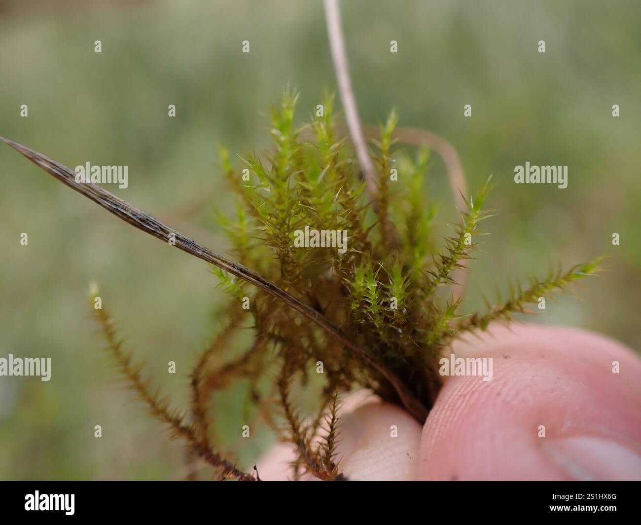 Yellow Starry Fen Moss (Campylium stellatum Stock Photo - Alamy