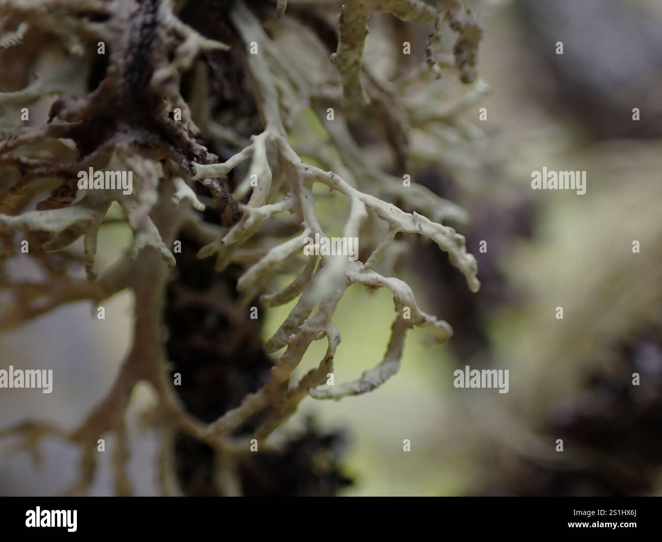 bushy lichens, sea-fog lichens, and allies (Ramalinaceae Stock Photo ...