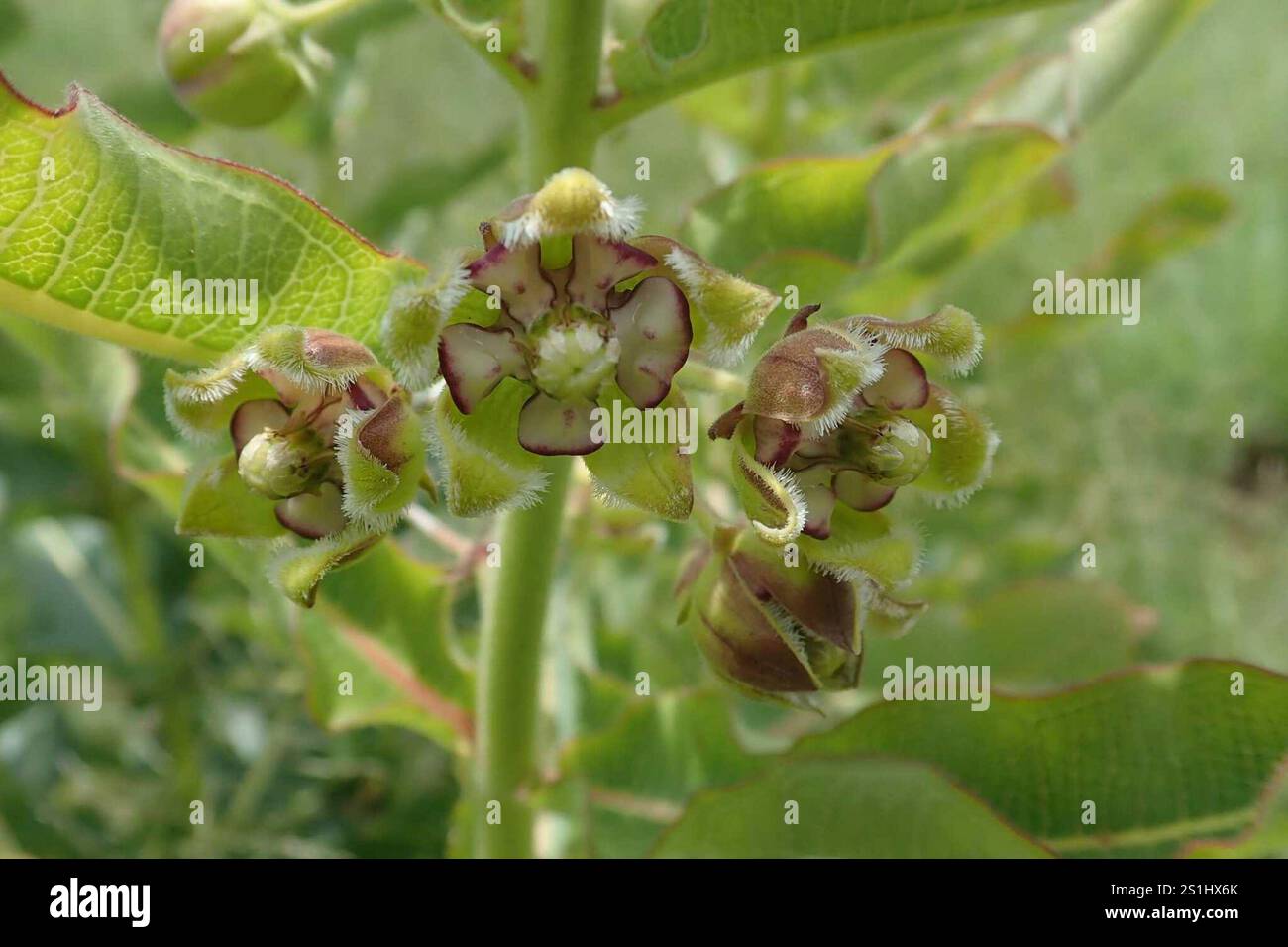 Milk Bush (Xysmalobium undulatum undulatum Stock Photo - Alamy