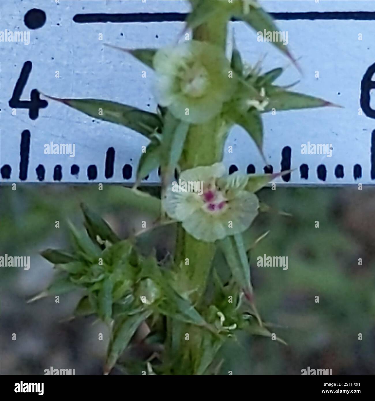 Southern Russian Thistle (Salsola australis Stock Photo - Alamy