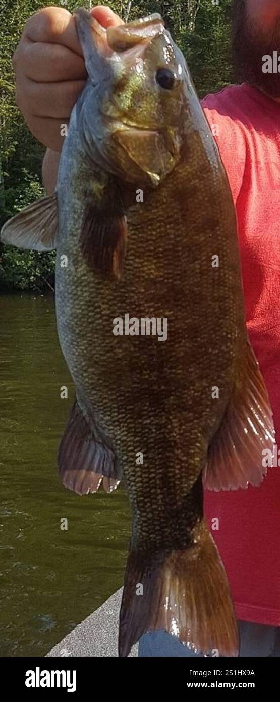 Smallmouth Bass (Micropterus dolomieu Stock Photo - Alamy