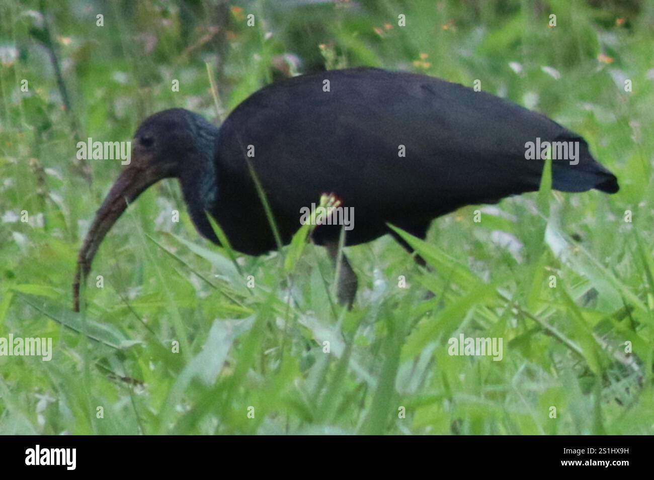 Green Ibis (Mesembrinibis cayennensis Stock Photo - Alamy