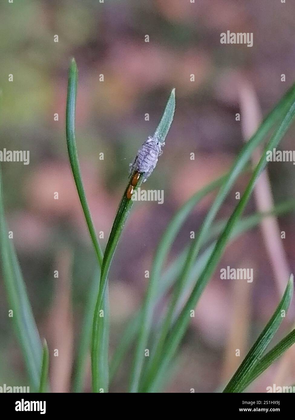 Giant Conifer Aphids (Cinara Stock Photo - Alamy