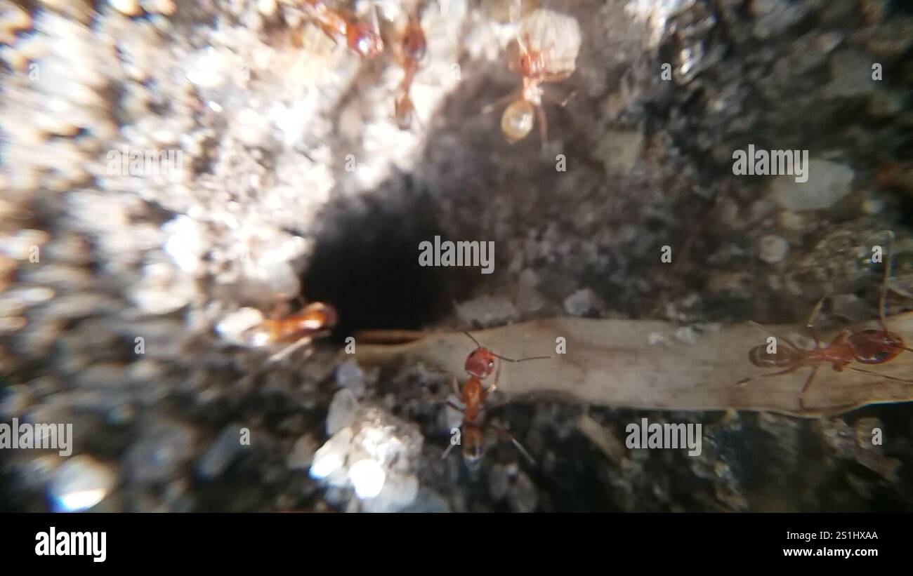 Buren's Pyramid Ant (Dorymyrmex bureni Stock Photo - Alamy