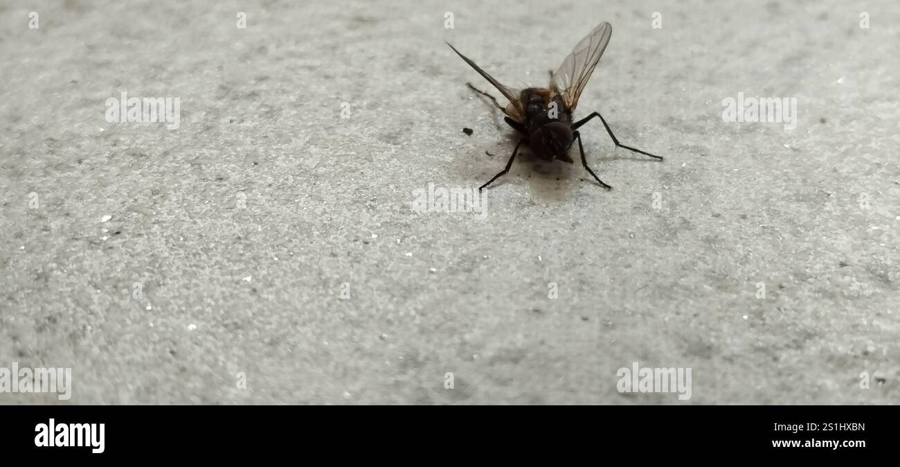 Common House Fly (Musca domestica Stock Photo - Alamy