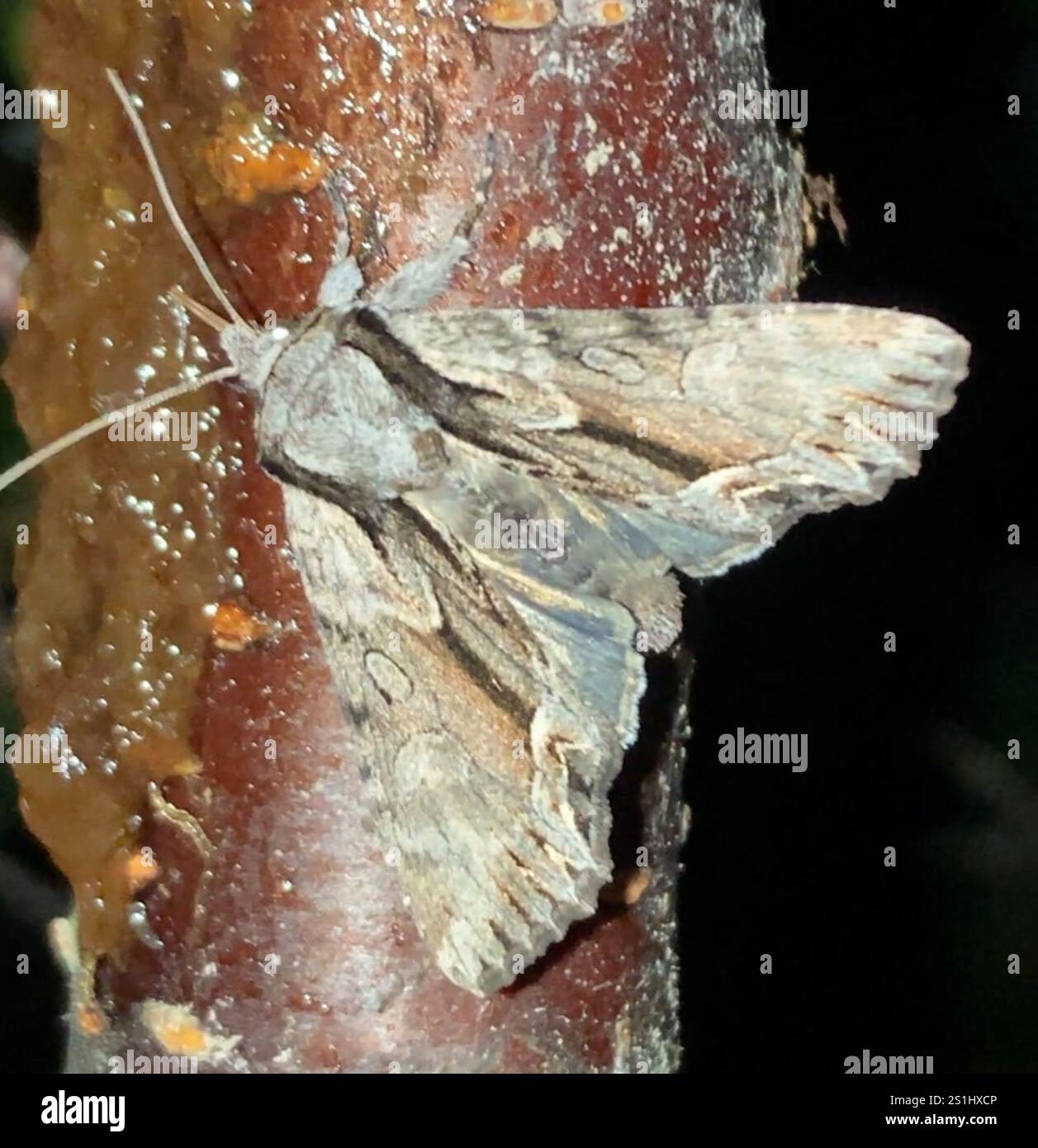 Common Hyppa Moth (Hyppa xylinoides Stock Photo - Alamy