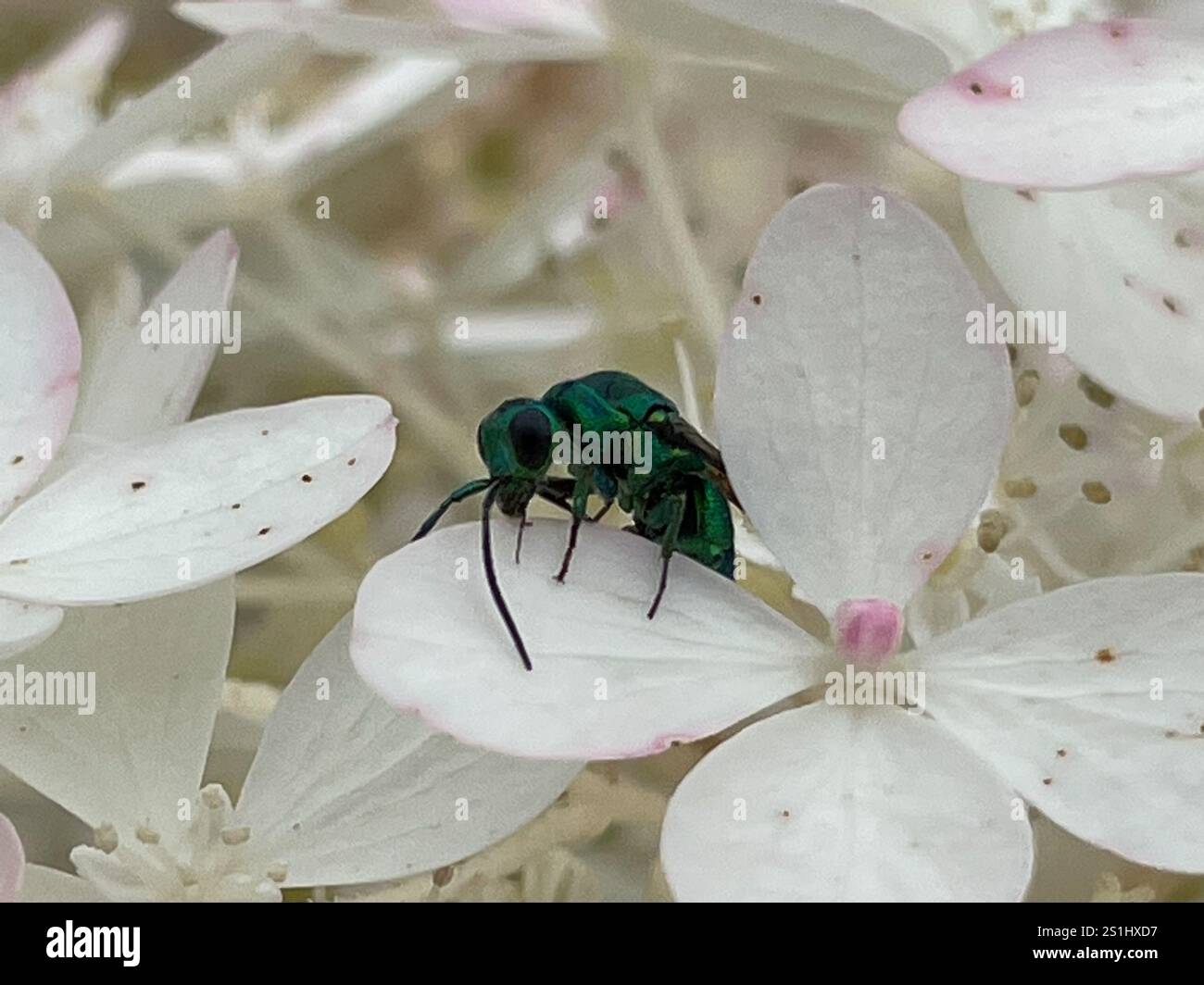 Ruby-tailed Cuckoo Wasps (Chrysis ignita Stock Photo - Alamy