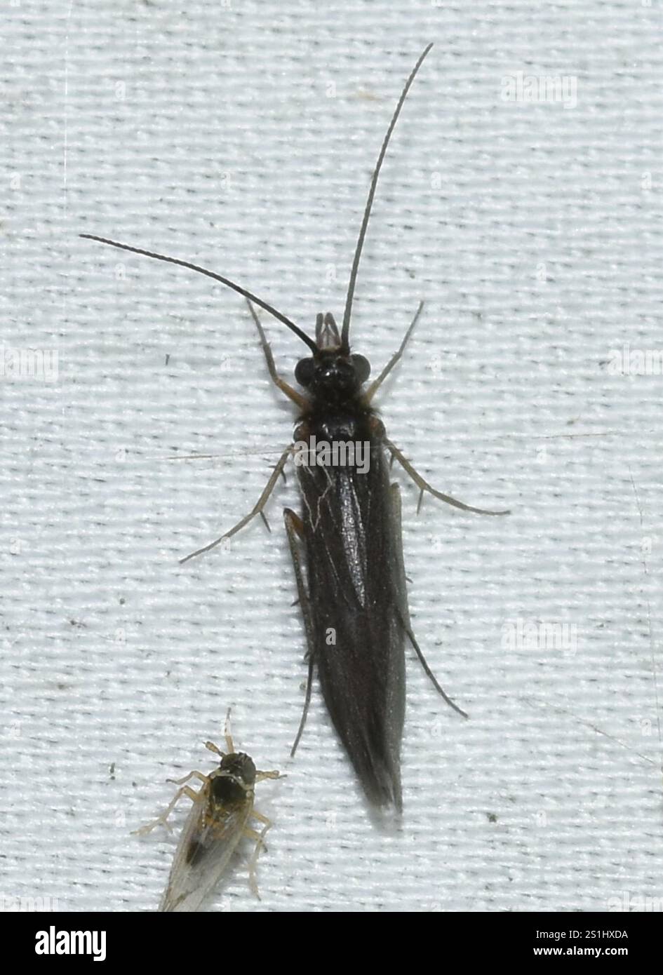 Little Black Caddisflies (Chimarra Stock Photo - Alamy