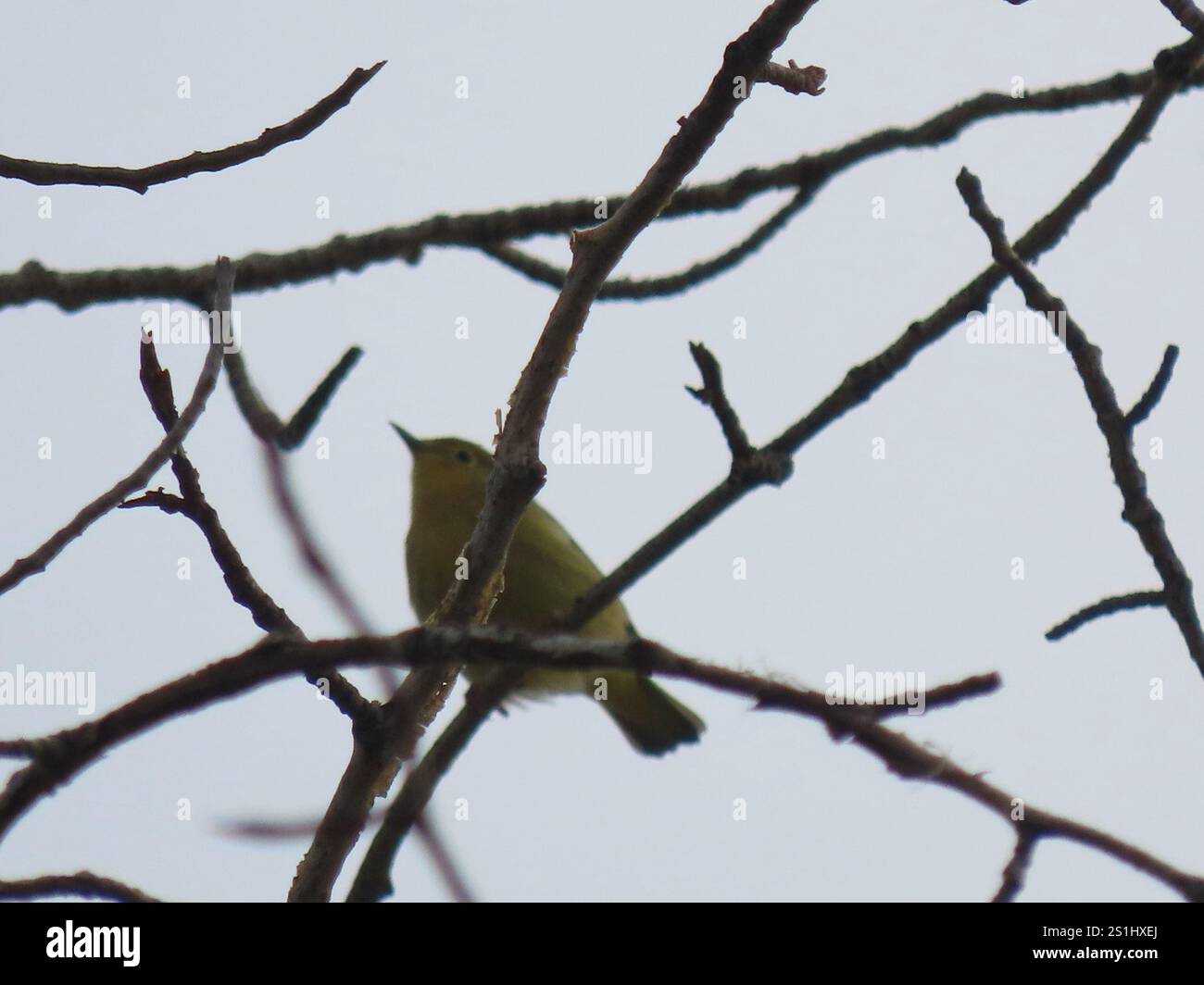 New World Warblers (Parulidae Stock Photo - Alamy