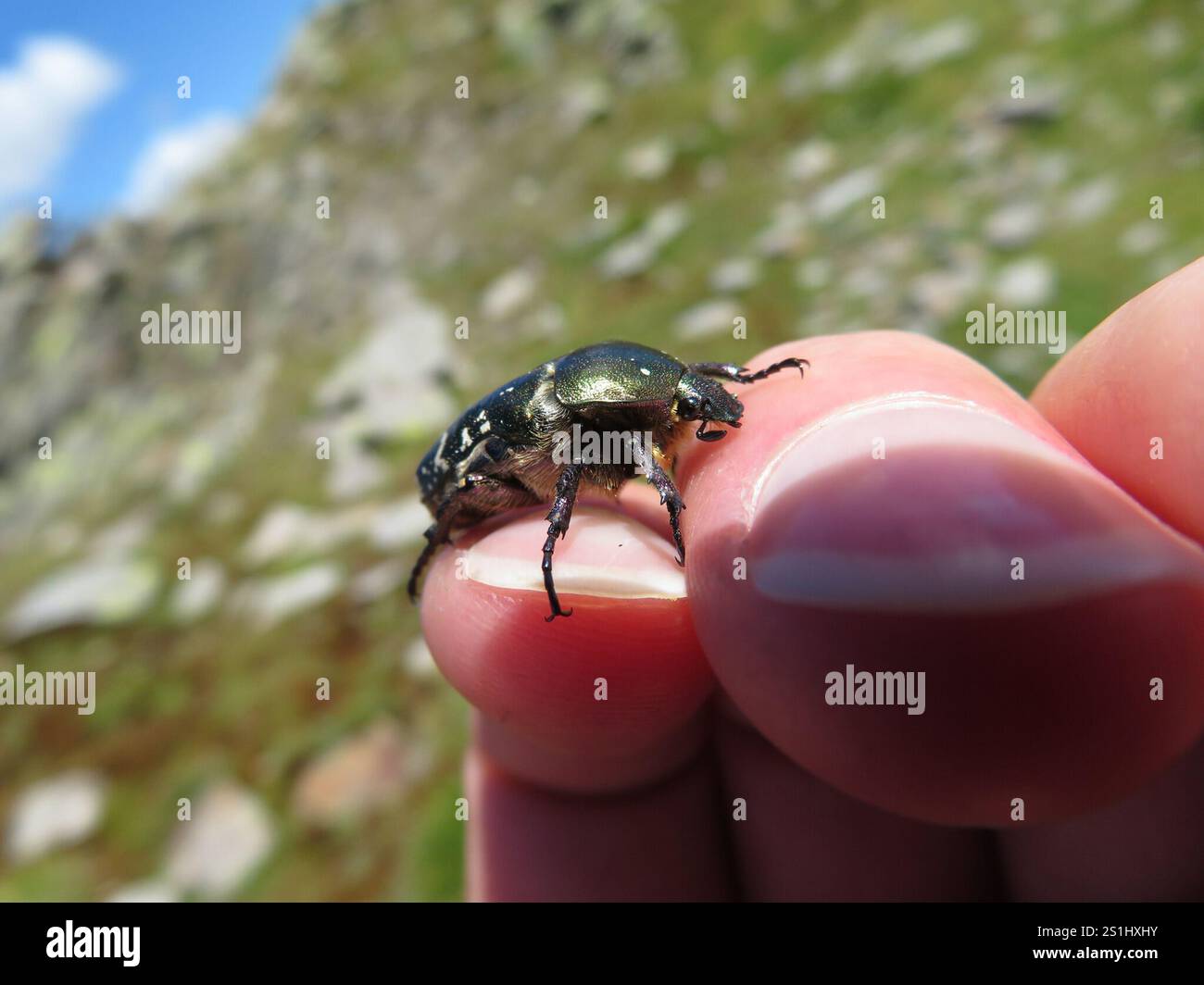 Copper Chafer (Protaetia cuprea Stock Photo - Alamy
