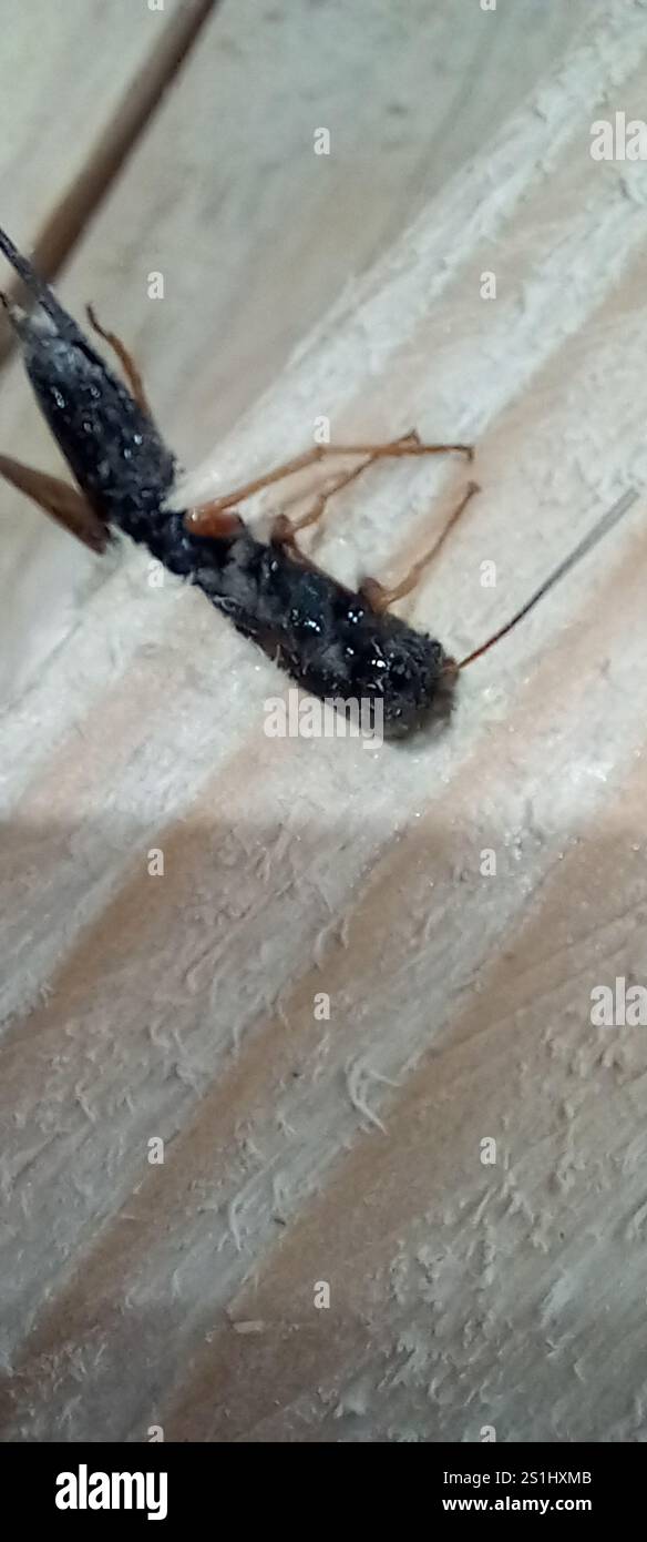 Steely-blue Woodwasp (Sirex juvencus Stock Photo - Alamy