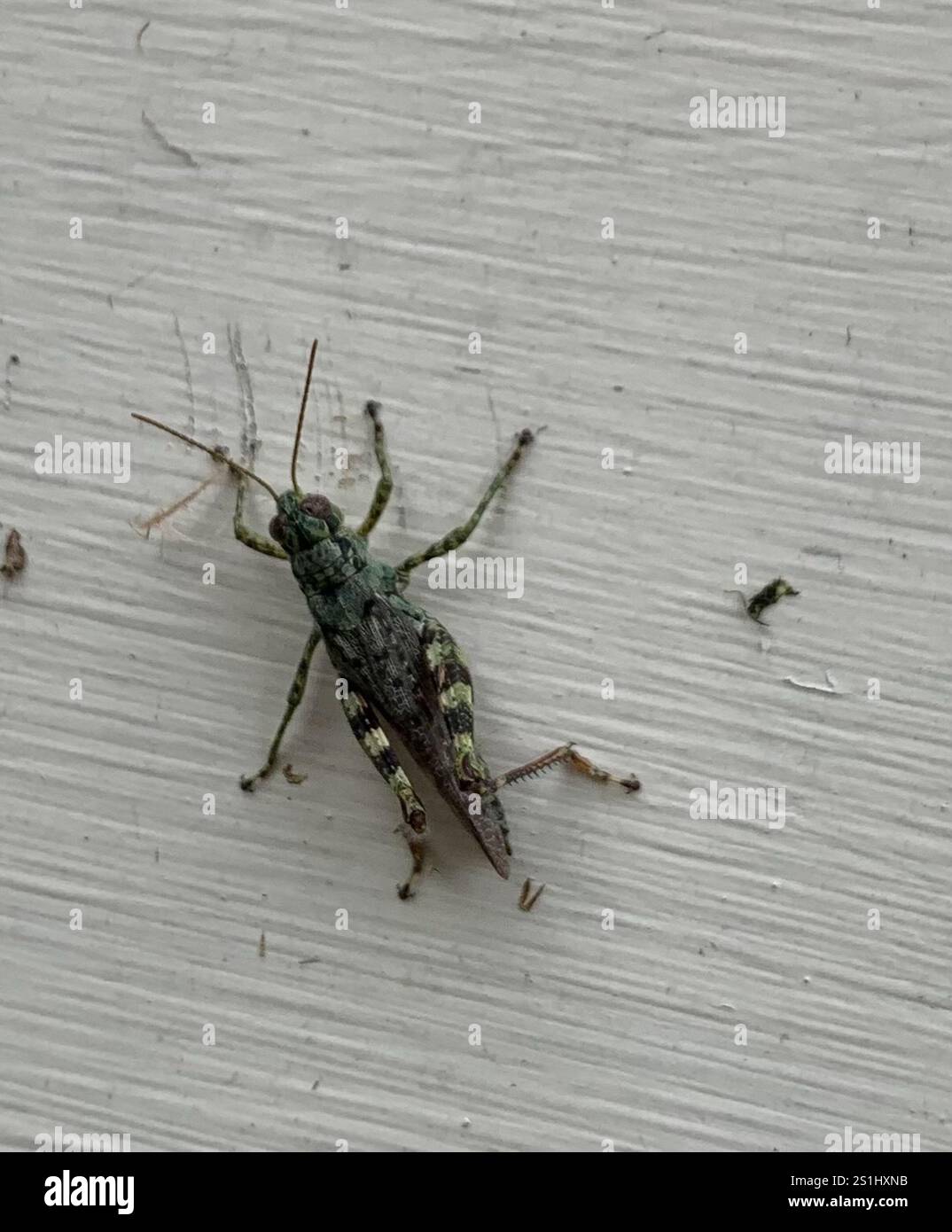 Pine tree Spur-throat Grasshopper (Melanoplus punctulatus Stock Photo ...