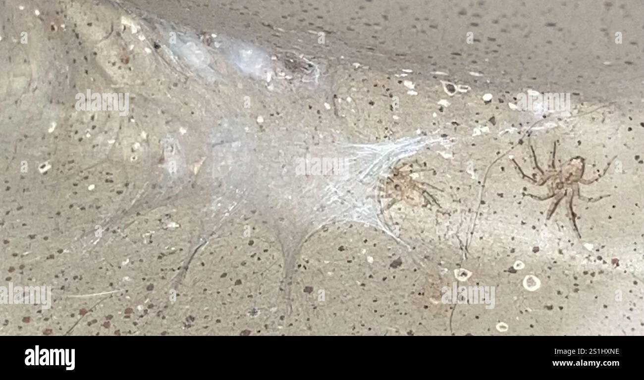 Wall Spiders (Oecobius Stock Photo - Alamy